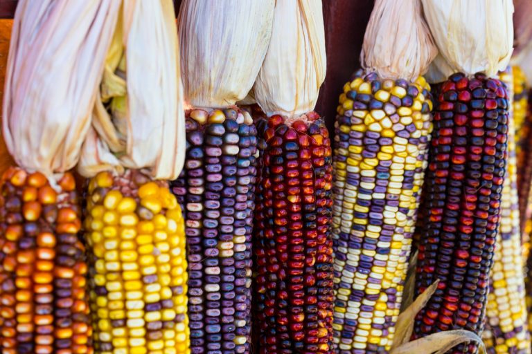 Corn-Inspired Crafts for Fall That Aren't "CORNY" * The Holidaze Craze