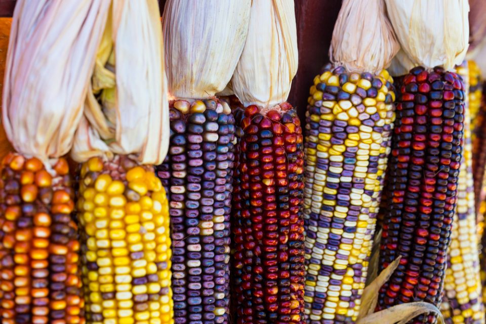 Corn-Inspired Crafts for Fall That Aren't "CORNY" * The Holidaze Craze