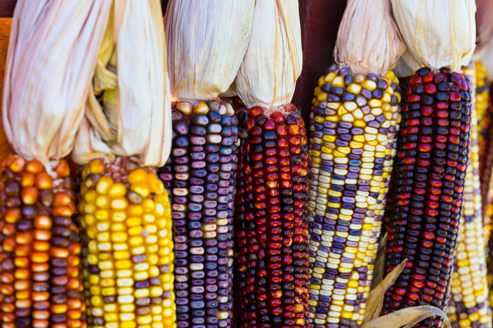 Corn-Inspired Crafts for Fall That Aren't "CORNY" * The Holidaze Craze